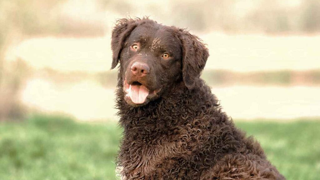 7 Dog Breeds Similar To Labradors - Inhenocha.com