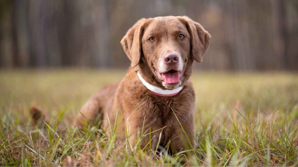 7 Dog Breeds Similar To Labradors - Ethawi.com