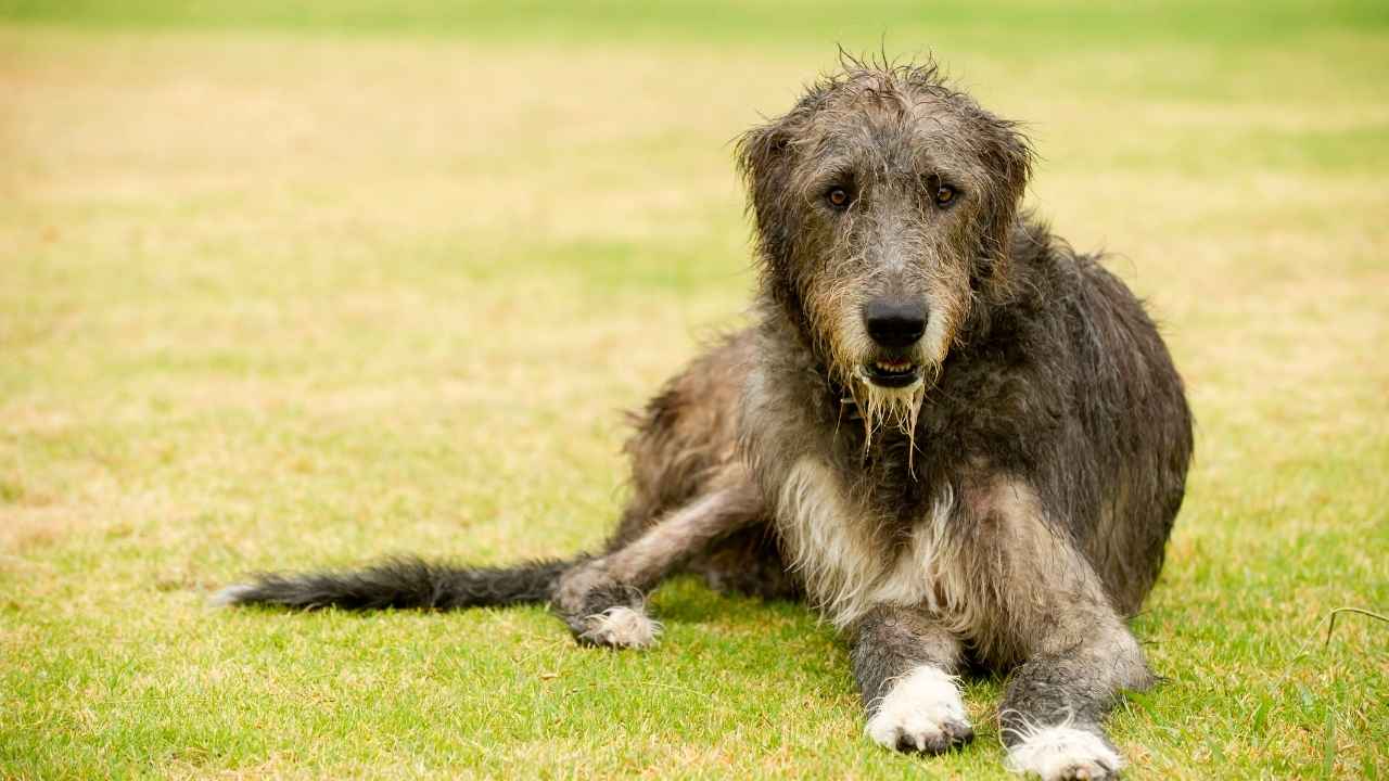 Top 10 Worst Guard Dog Breeds For Being Too Friendly - Inhenocha.com