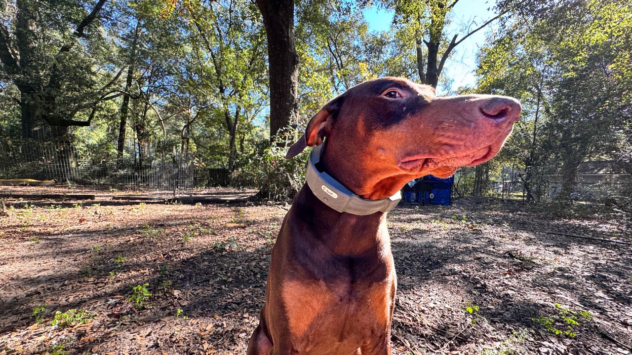Best GPS Dog Fence [Hands-On Tested In March 2025]