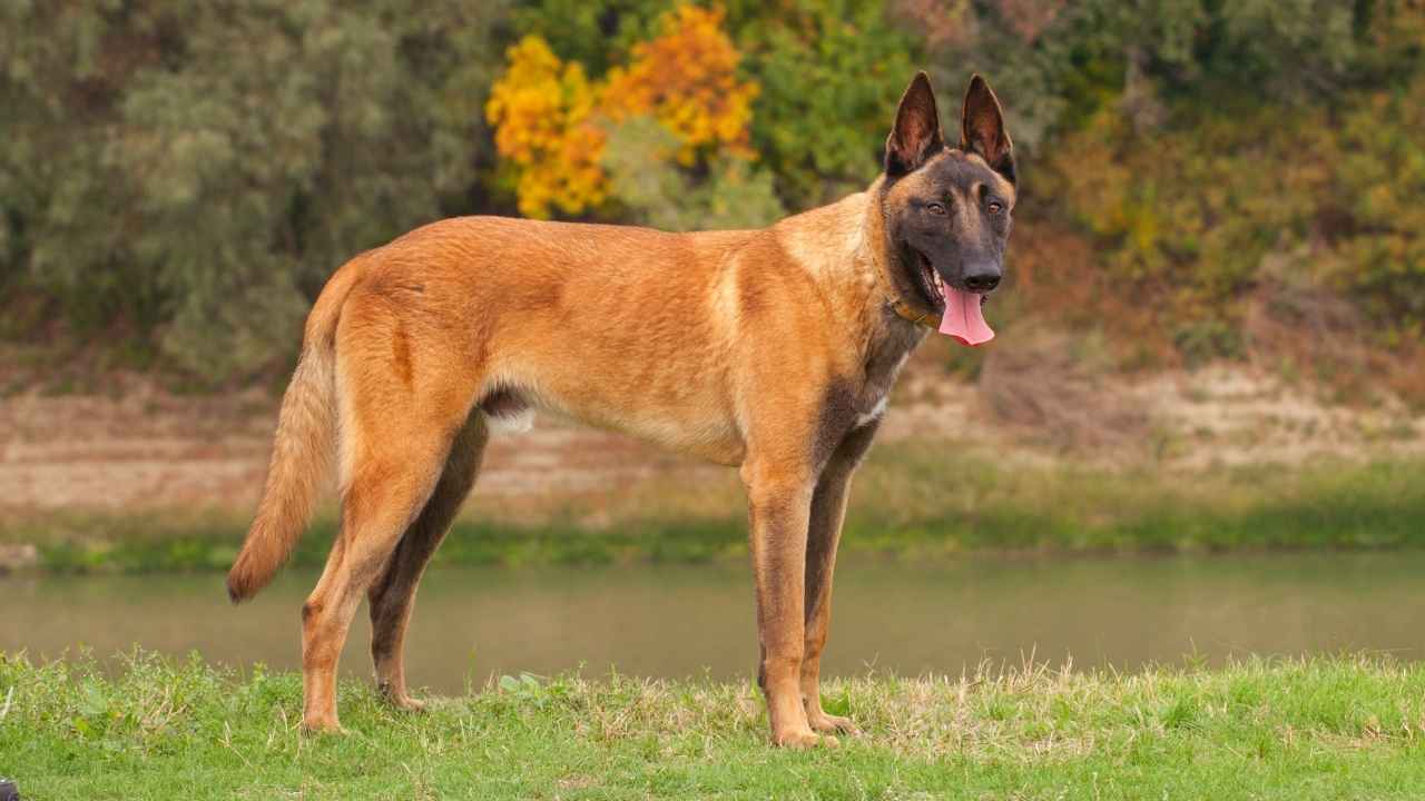 9 Most Loyal Guard Dog Breeds For Your Family - Ethawi.com