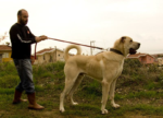 7 Turkish Guard Dog Breeds For Protection - Ethawi.com