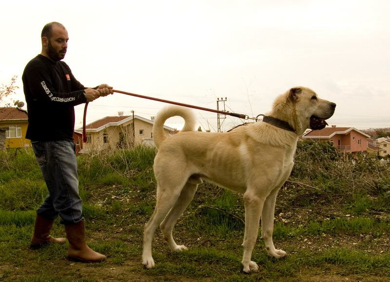 7 Turkish Guard Dog Breeds For Protection - Avesei.com