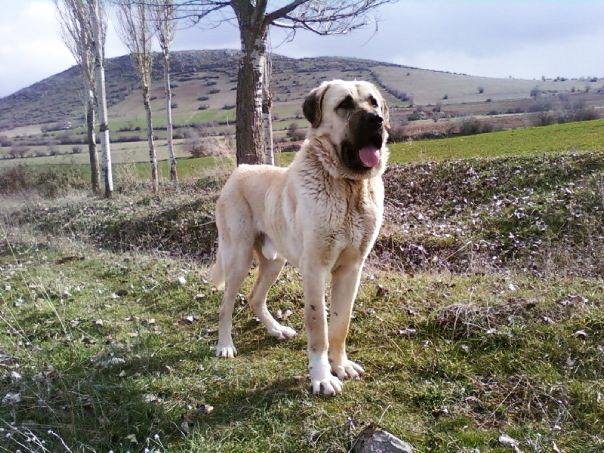 7 Turkish Guard Dog Breeds For Protection - Avesei.com
