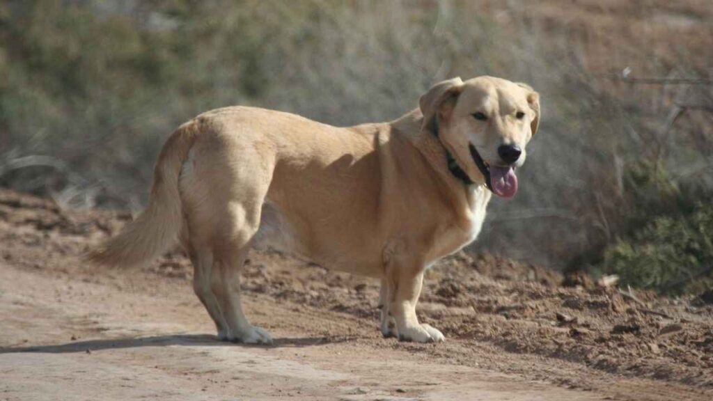 7 Dog Breeds Similar To Labradors - Inhenocha.com