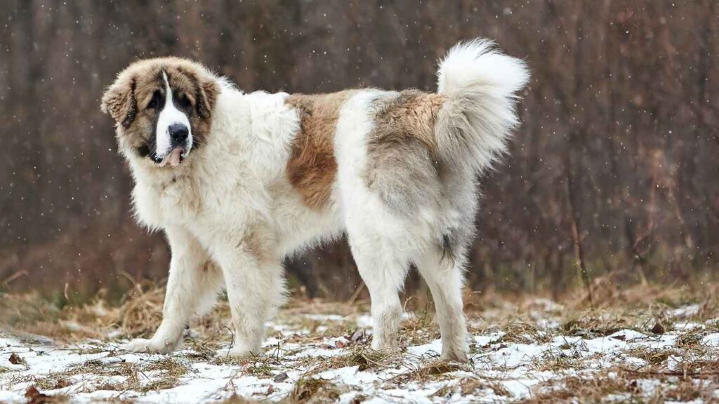 7 Best Livestock Guardian Dog Breeds - Avesei.com