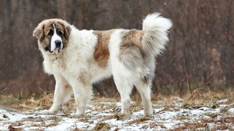 7 Best Livestock Guardian Dog Breeds - Ethawi.com