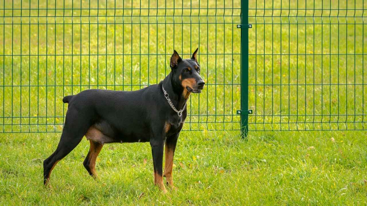 9 Most Loyal Guard Dog Breeds For Your Family - Tededer.com