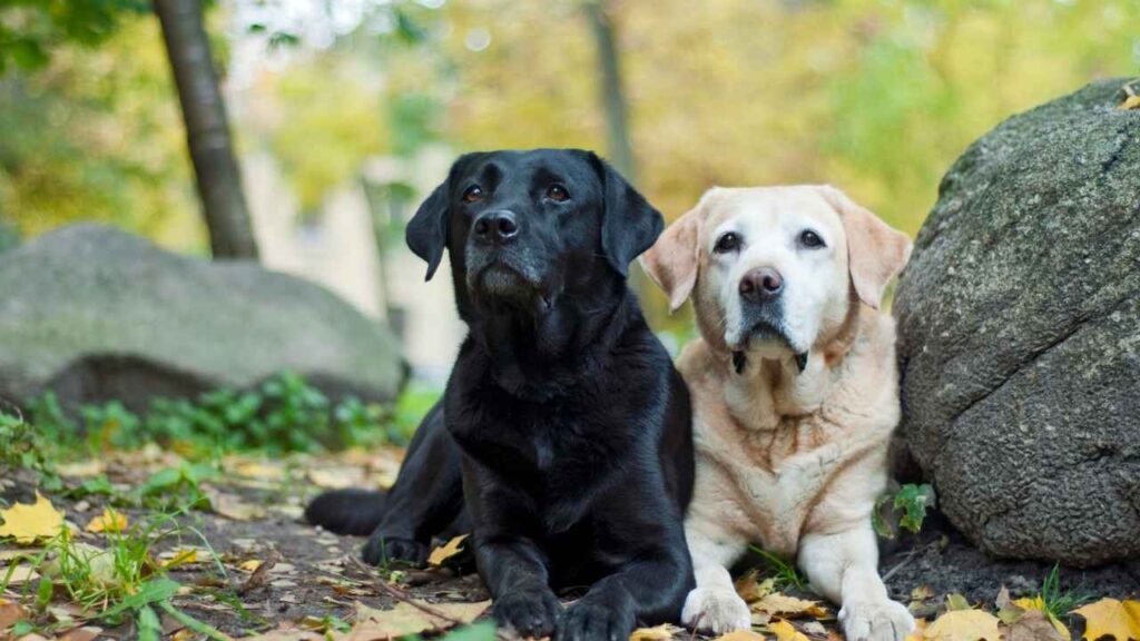 7 Most Loyal Large Dog Breeds - Inhenocha.com