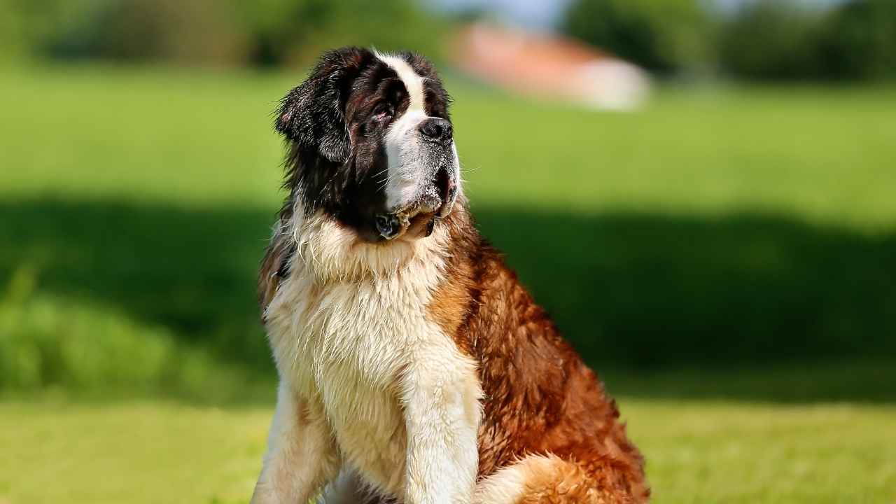 9 Most Loyal Guard Dog Breeds For Your Family - Tededer.com