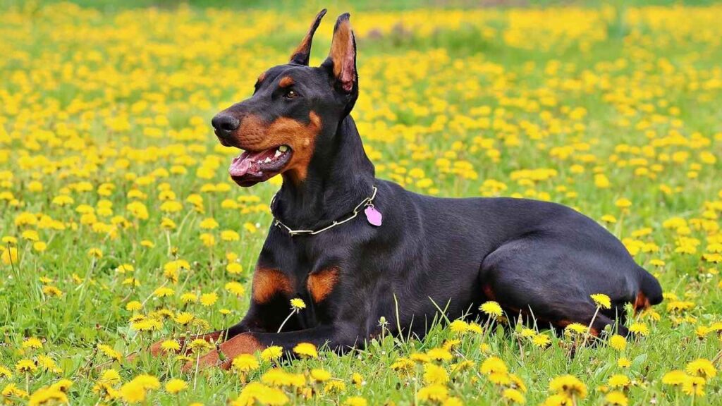 7 Most Loyal Large Dog Breeds - Ethawi.com