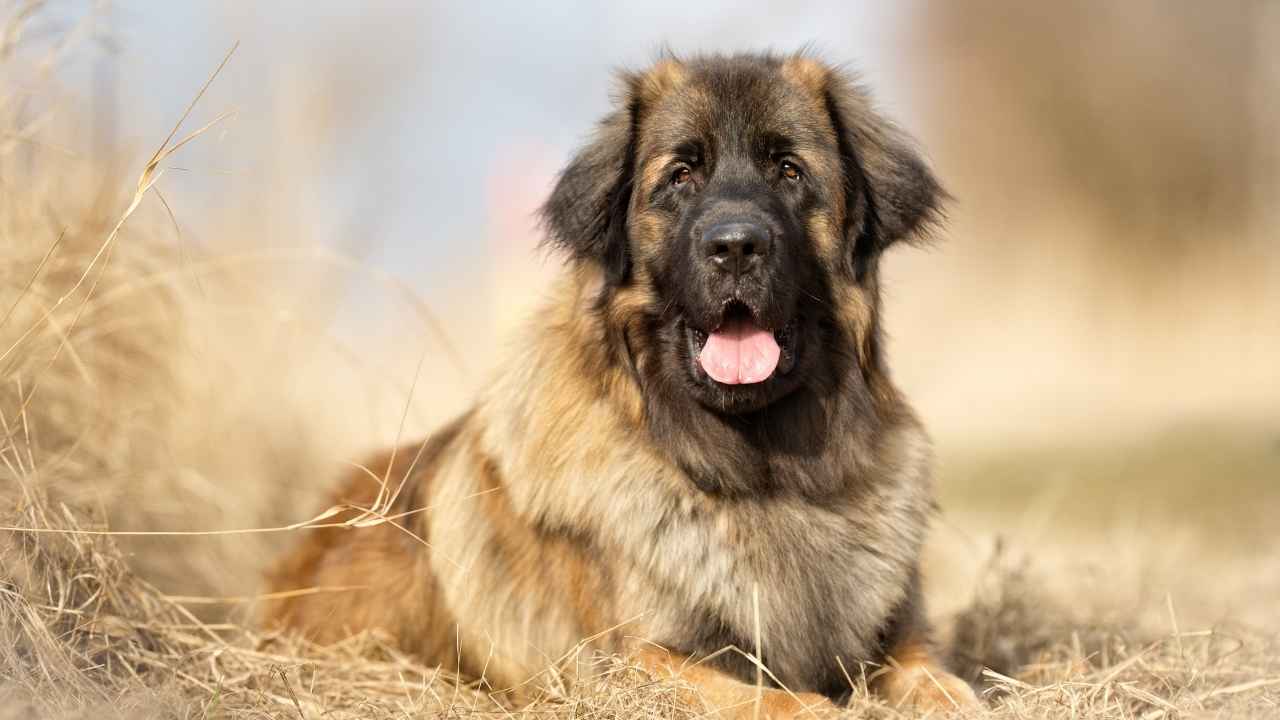 Top 10 Worst Guard Dog Breeds For Being Too Friendly - Avesei.com