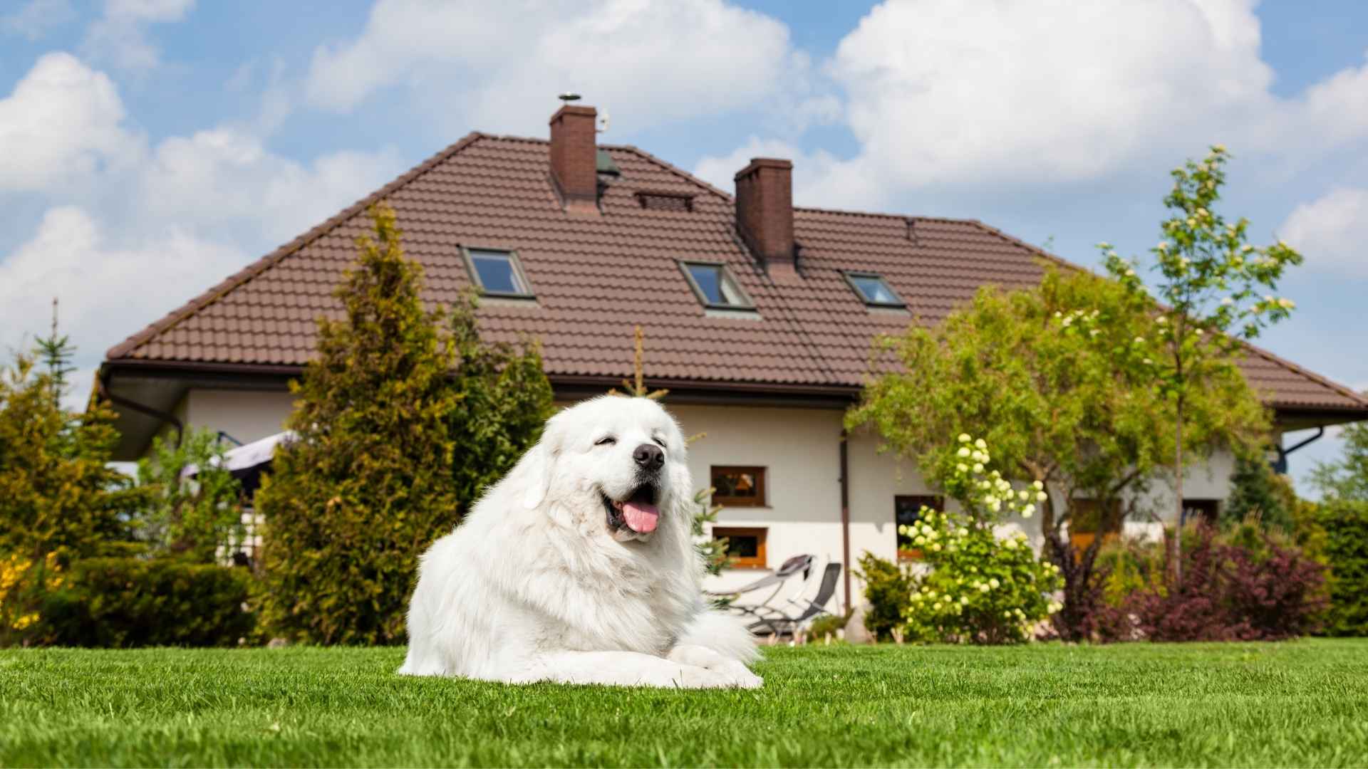 7 Best Indoor Guard Dog Breeds For Family Protection - Ethawi.com