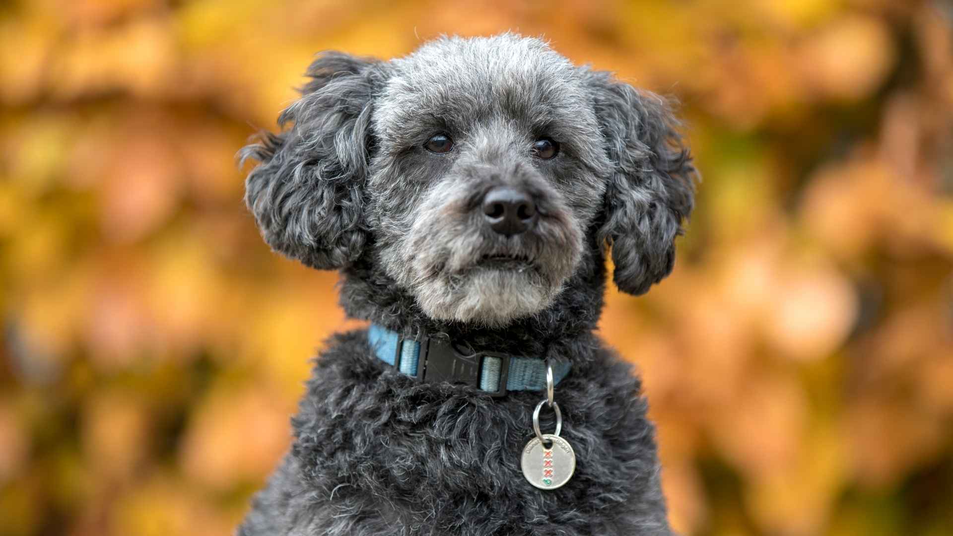8 Hybrid Dog Breeds With Curly Hair - Ethawi.com