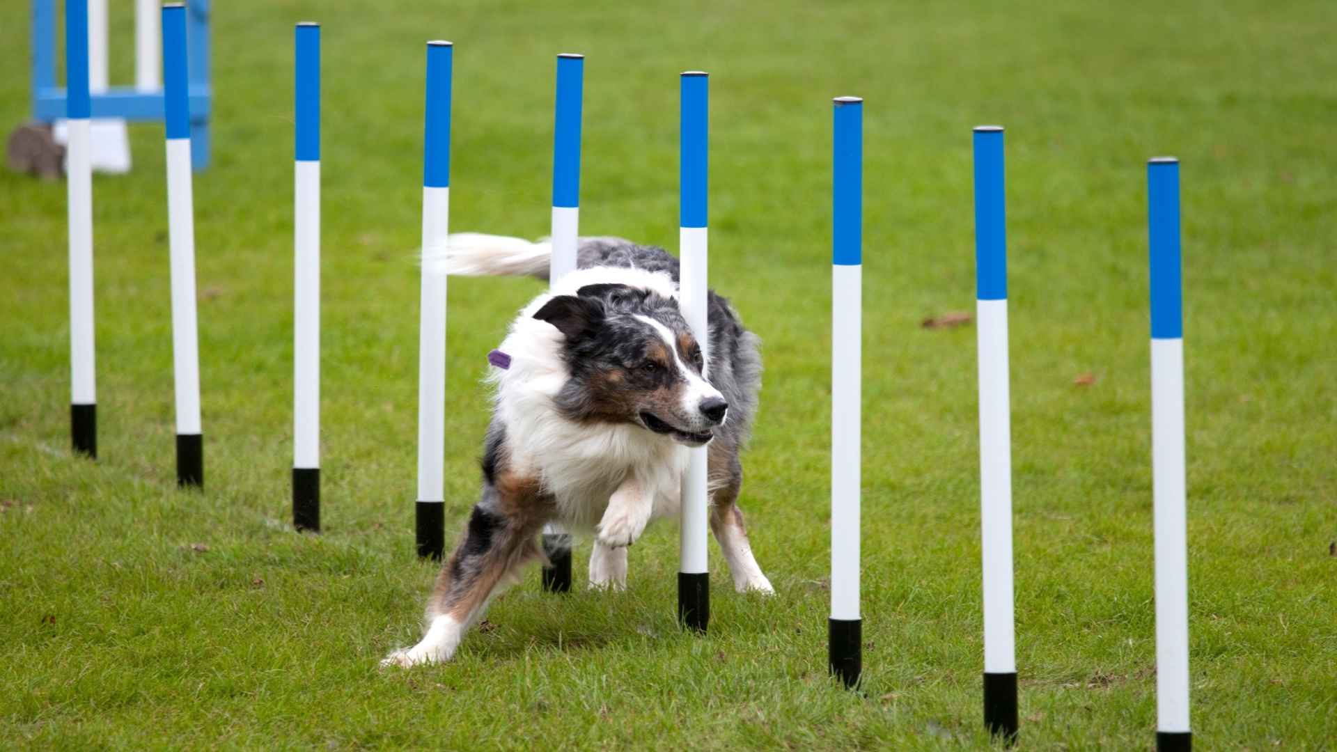 9 Agility Dog Breeds That Excel In Speed And Performance - Ethawi.com