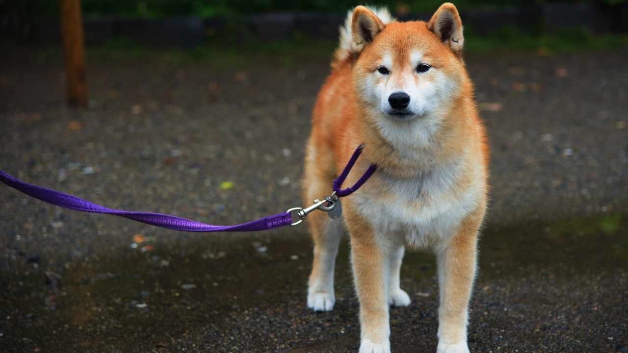 9 Guard Dog Breeds For Protection Against Wild Animals - Tededer.com