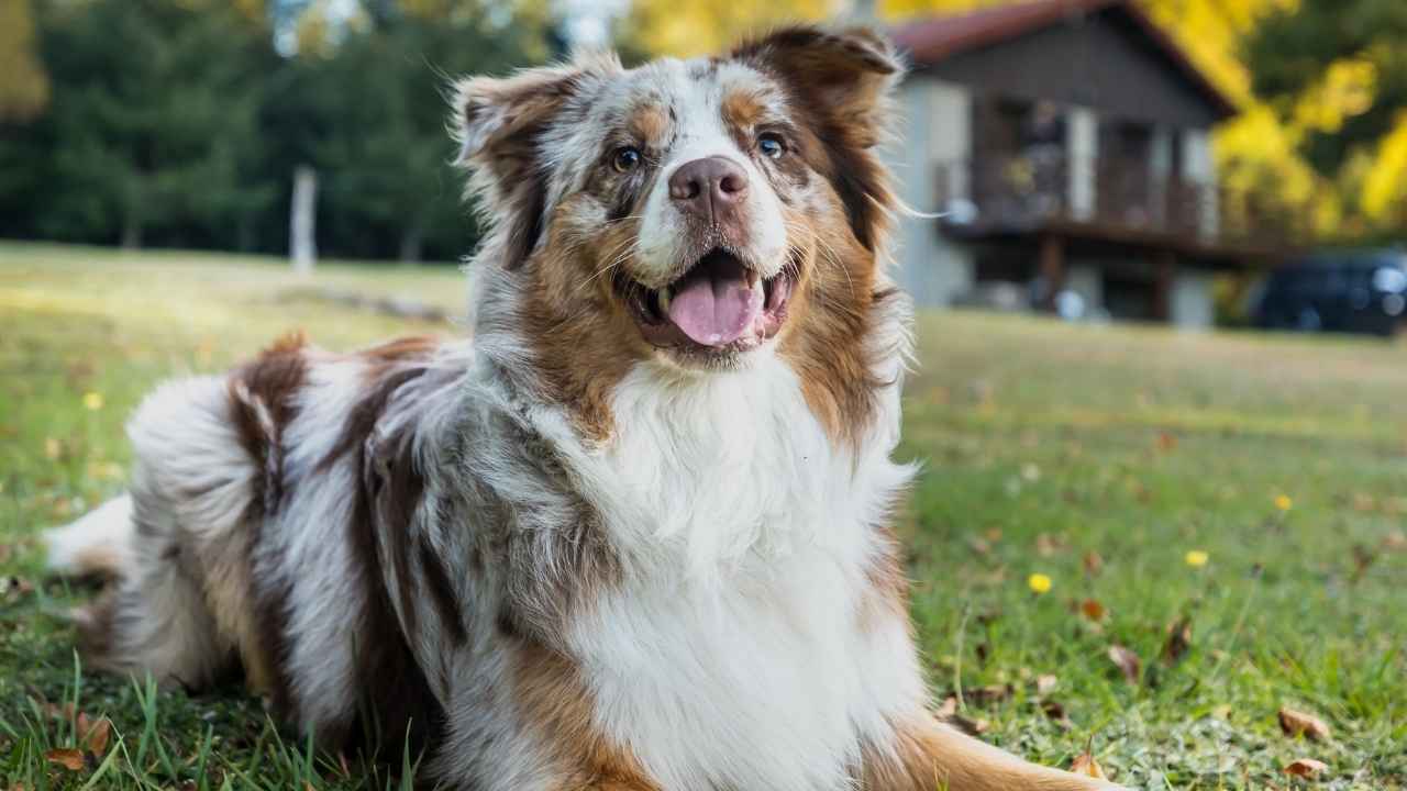 Top 10 Energetic Dog Breeds For Active Families - Tededer.com