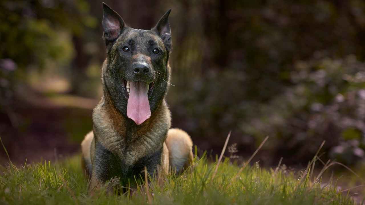 7 Dog Breeds That Have Ears That Naturally Stand Up - Ethawi.com