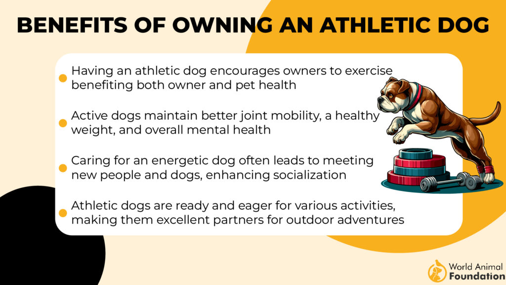 9 Athletic Dog Breeds For Active Owners - Ethawi.com