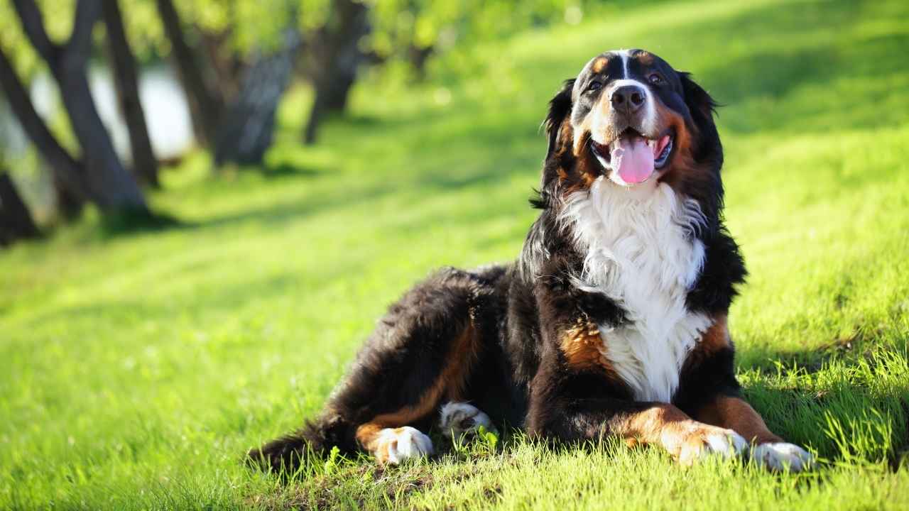 7 Best Dog Breeds For Younger Owners - Tededer.com