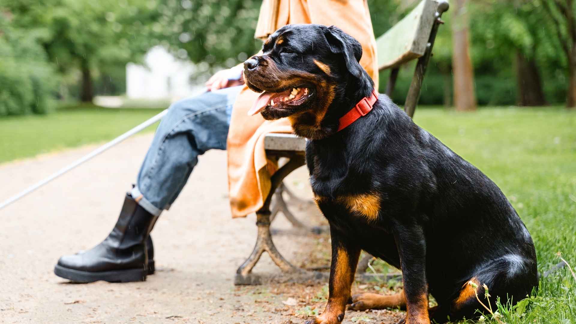 8 Best Guard Dog Breeds For First Time Owner - Avesei.com