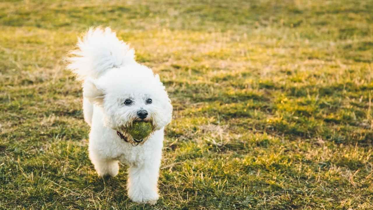 10 Dog Breeds That Don't Drool - Tededer.com