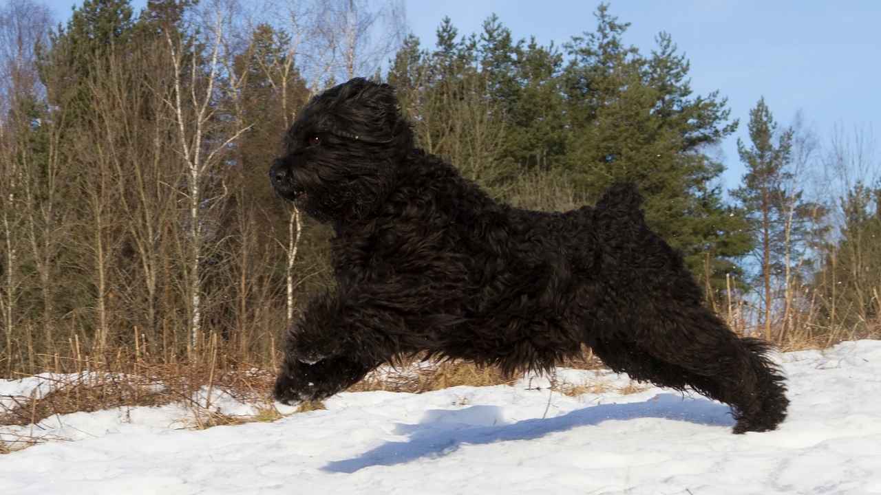 7 Best Black Guard Dog Breeds For Home Security - Avesei.com