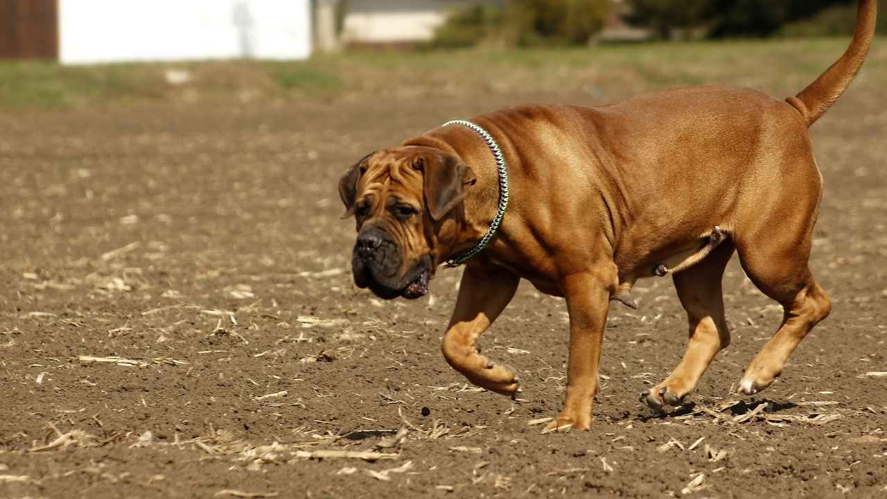 7 Fearless Dog Breeds That Can Take Down A Tiger - Ethawi.com