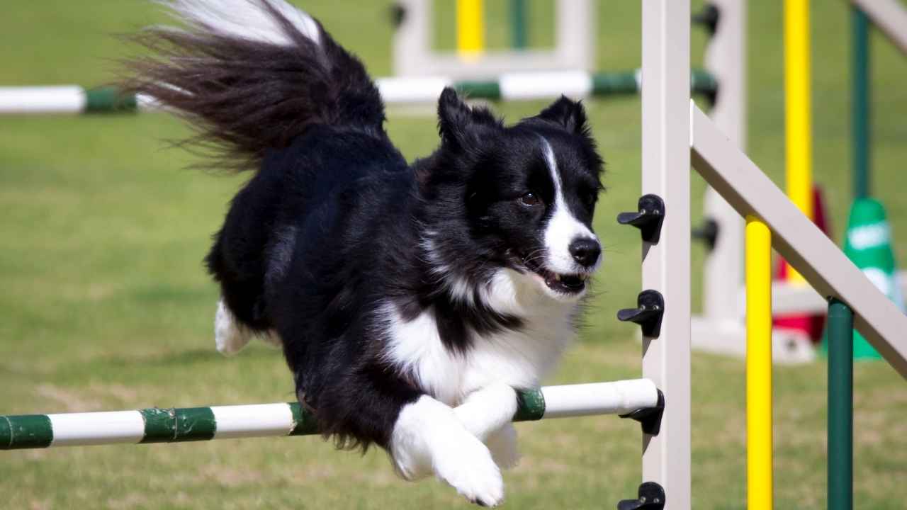 Top 10 Energetic Dog Breeds For Active Families - Ethawi.com