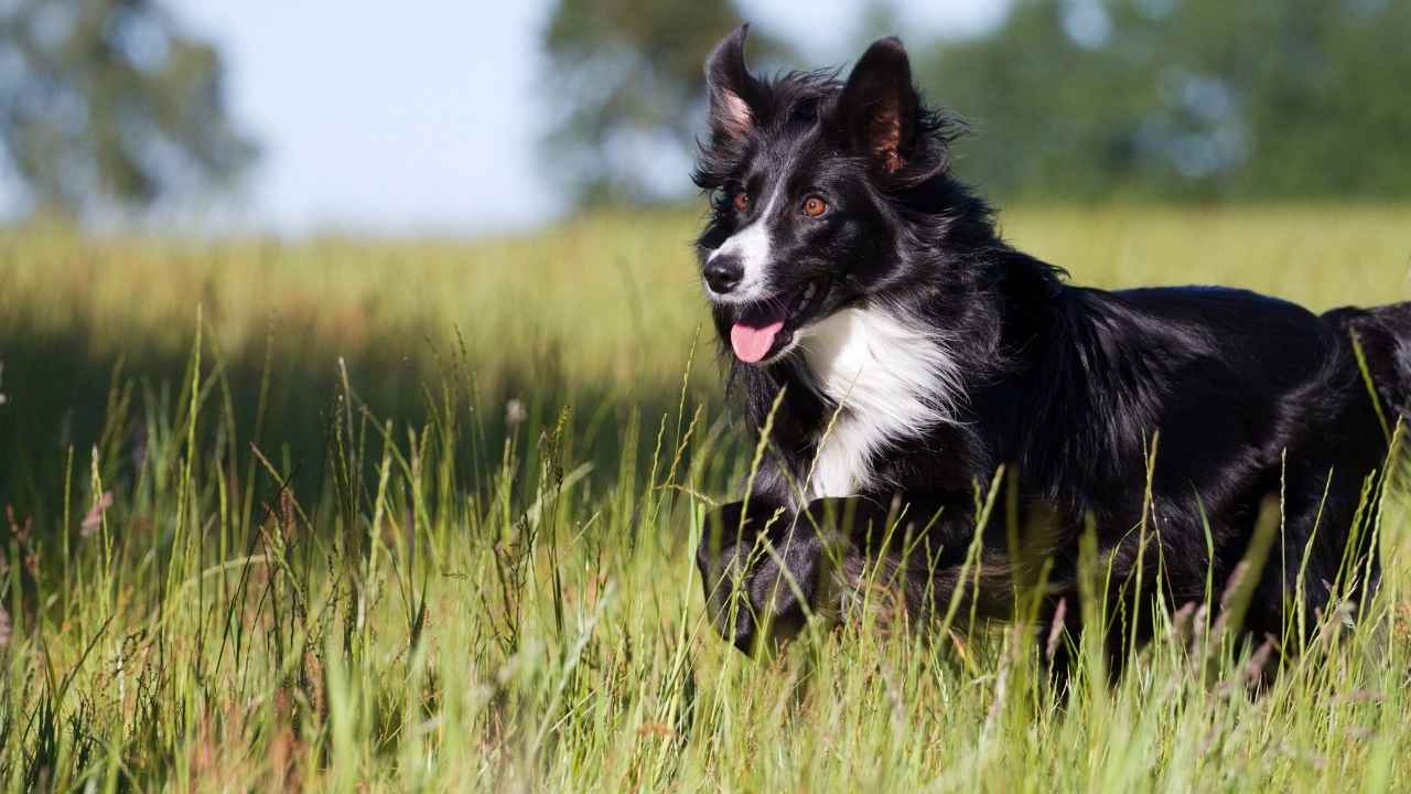 7 Dog Breeds Under 40 Pounds For Small Homes And Big Hearts - Tededer.com