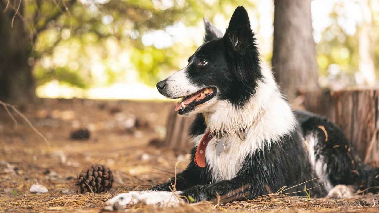 10 Dog Breeds That Don't Drool - Tededer.com