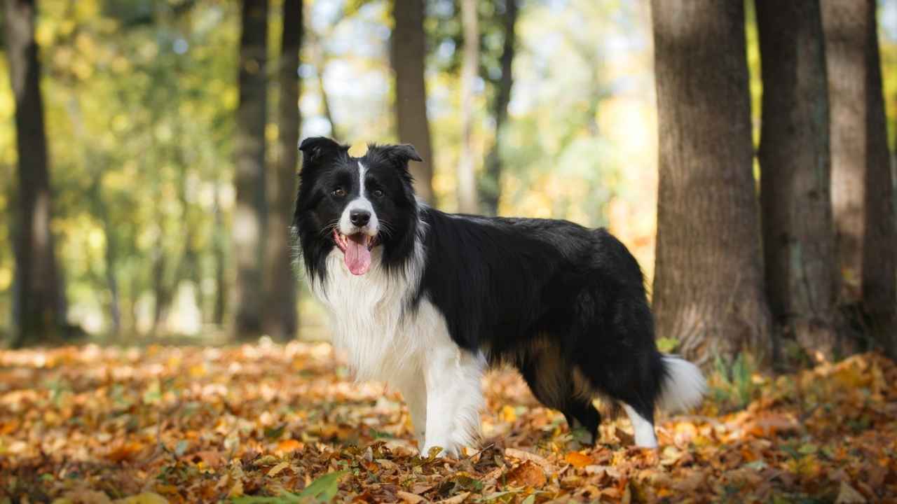7 Ranch Dog Breeds For Hardworking Farms And Ranches - Avesei.com