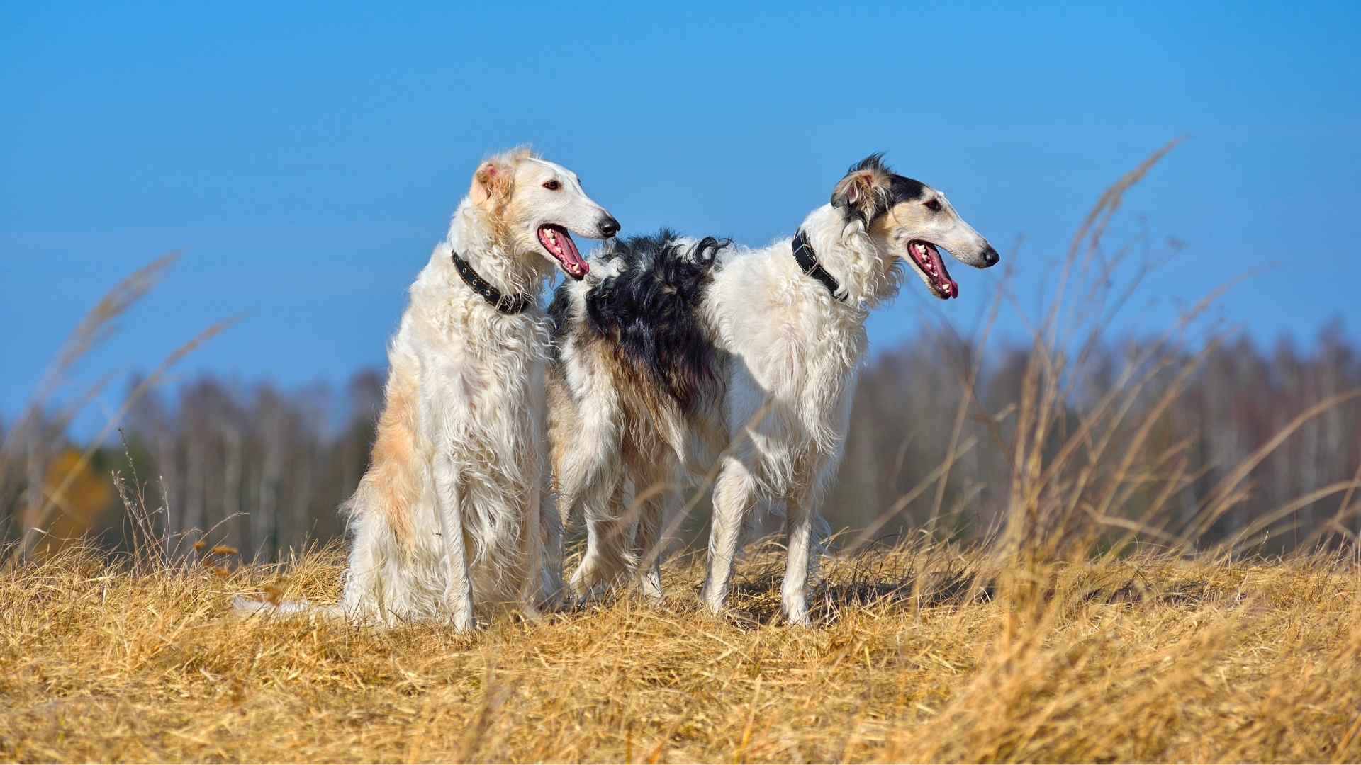 10 Dog Breeds That Don't Drool - Tededer.com