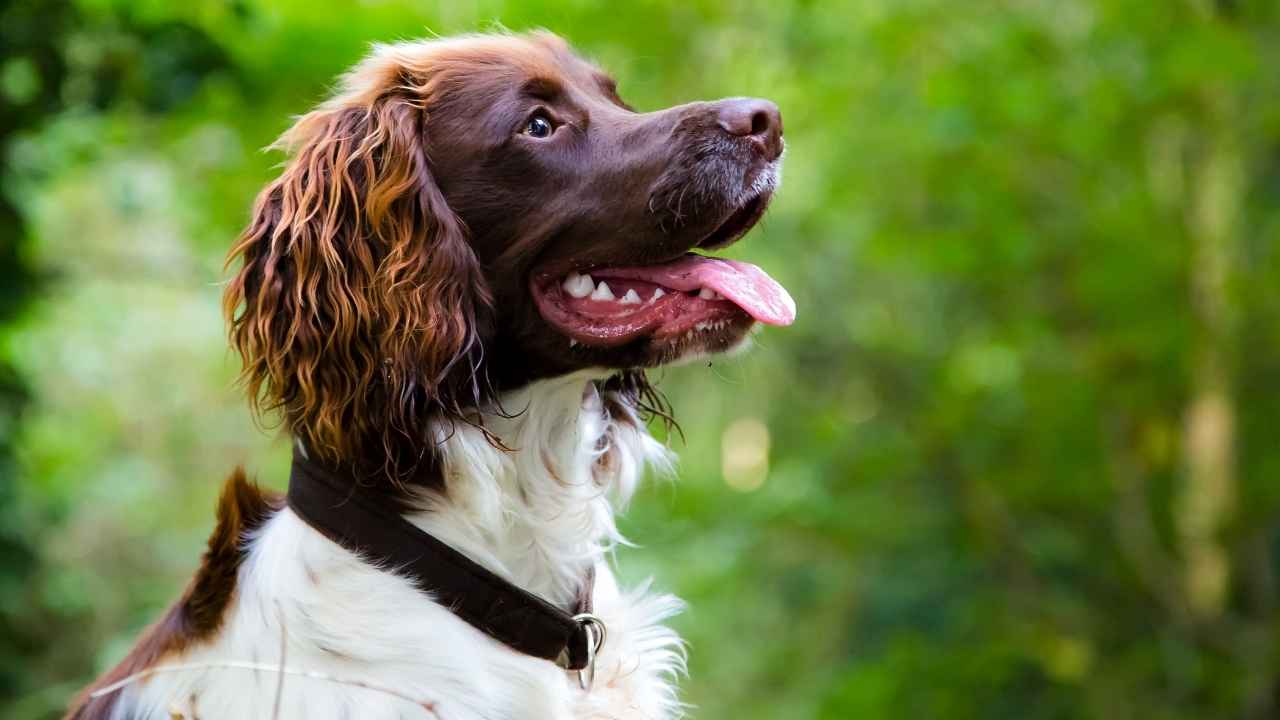 7 Dog Breeds Under 40 Pounds For Small Homes And Big Hearts - Ethawi.com