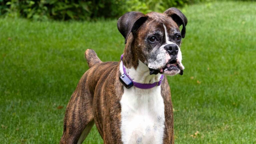 7 Different Types Of Boxer Dog Breeds - Cerfiem.com