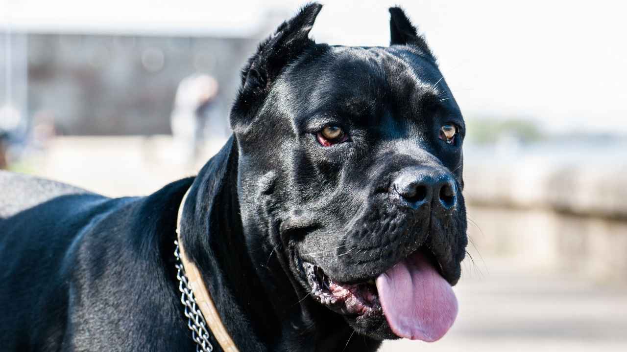 7 Fearless Dog Breeds That Can Take Down A Tiger - Ethawi.com