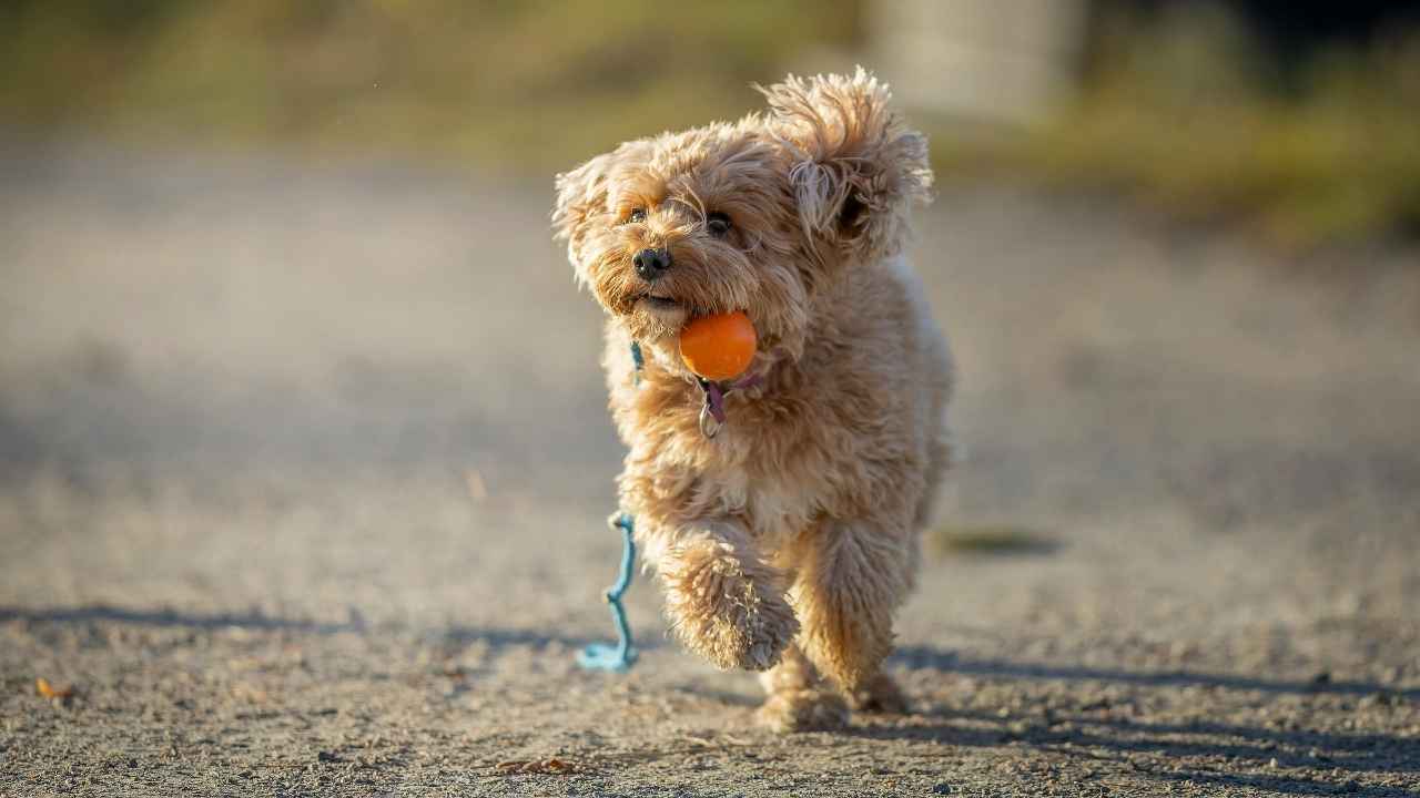 8 Hybrid Dog Breeds With Curly Hair - Tededer.com