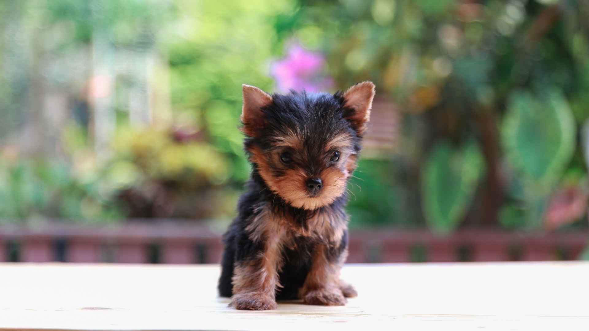 10 Cute Teacup Dog Breeds For Any Dog Lover - Avesei.com