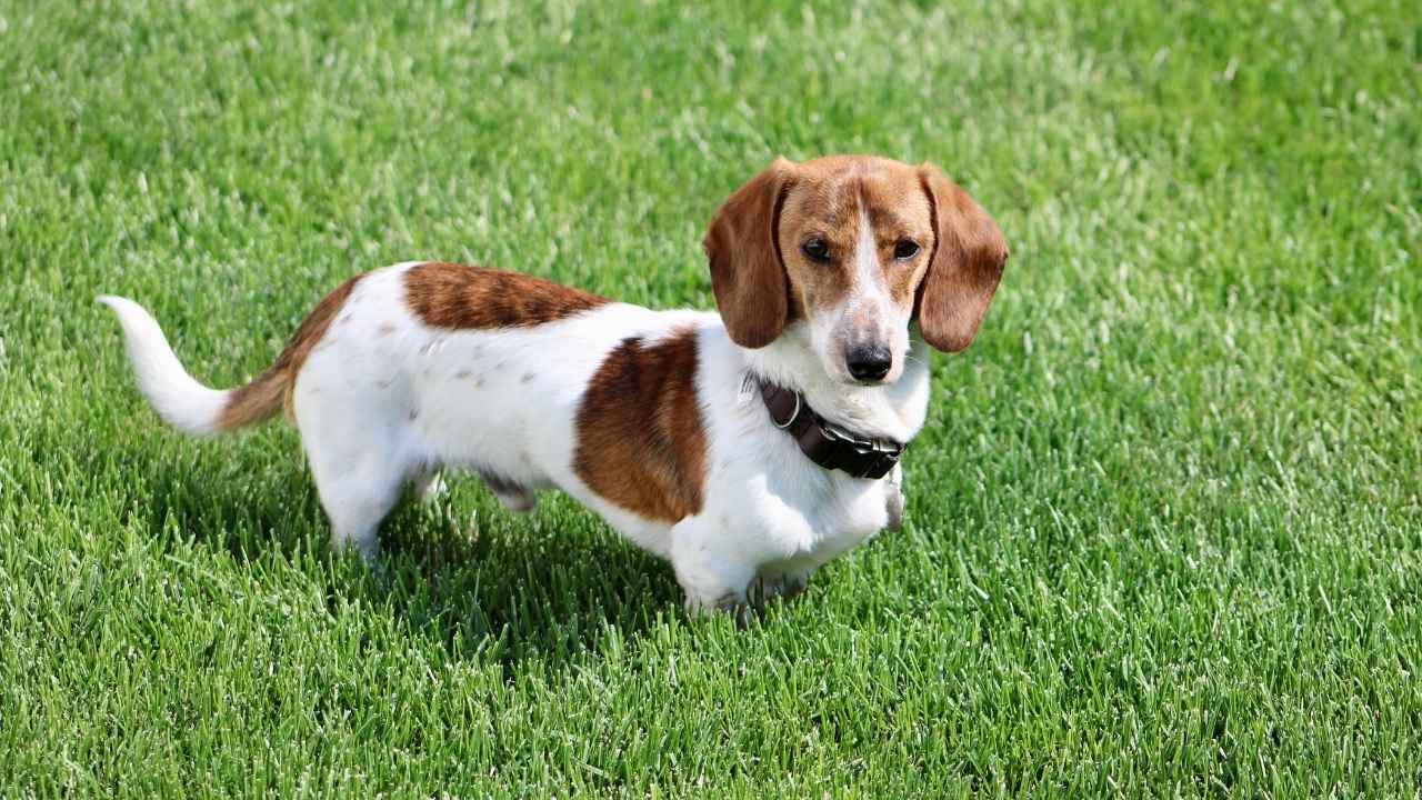 10 Dog Breeds For Hunting Rats & Mice - Ethawi.com