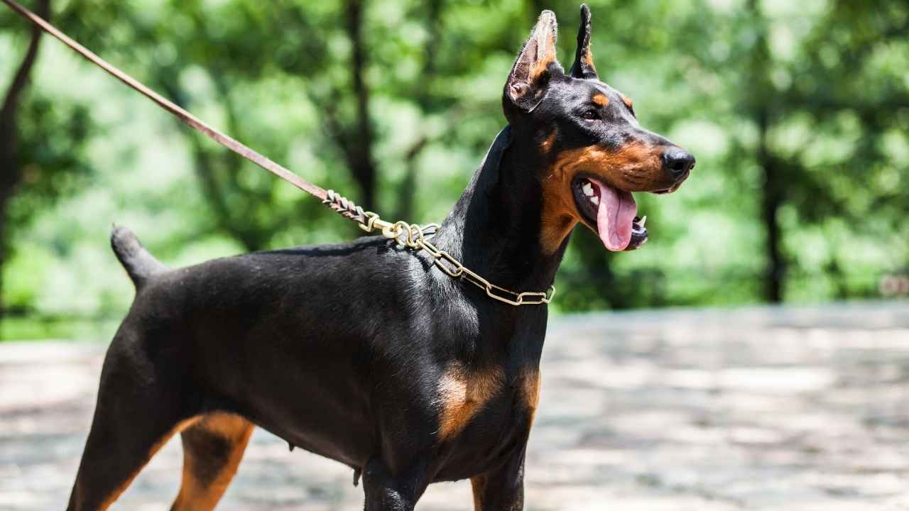 9 Guard Dog Breeds For Protection Against Wild Animals - Tededer.com