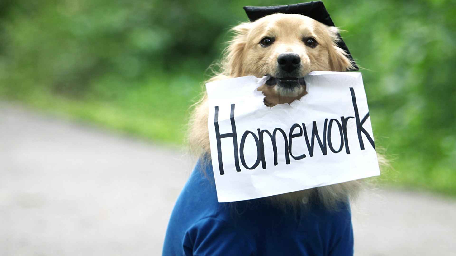 9 Dog Breeds Most Likely To Eat Your Homework - Tededer.com