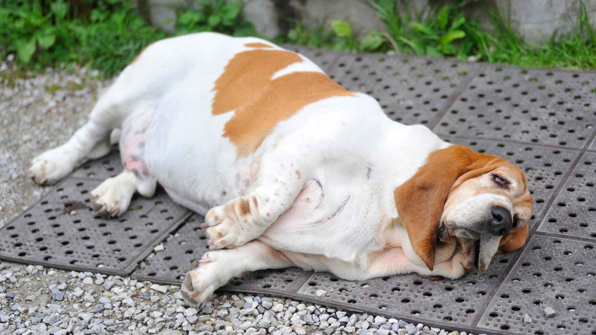 9 Dog Breeds Most Prone To Obesity And How To Prevent It - Ethawi.com