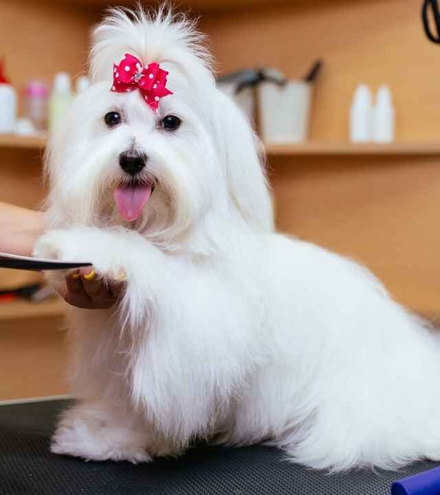 The Majestic Macaw Parrot – History, Taxonomy, And More