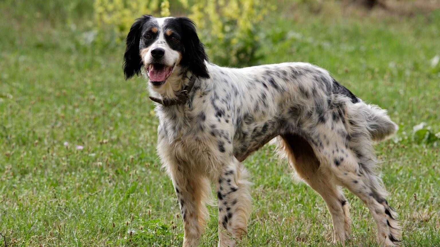 4 Types Of Setter Dog Breeds: Which Breed Is Right For You?