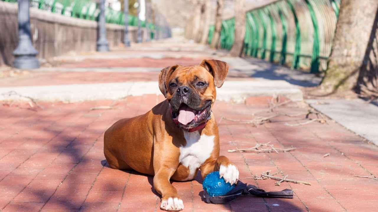 7 Different Types Of Boxer Dog Breeds - Ethawi.com