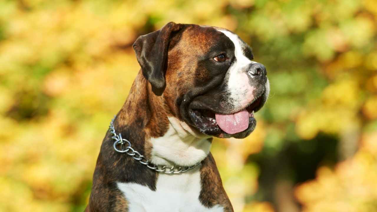 7 Different Types Of Boxer Dog Breeds - Tededer.com