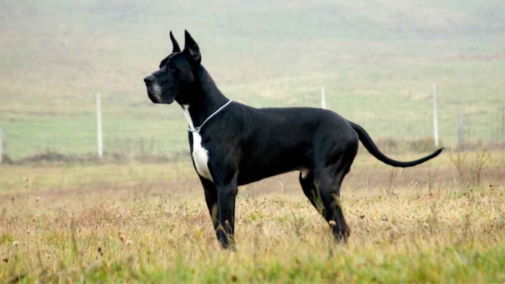 7 Best Black Guard Dog Breeds For Home Security - Avesei.com