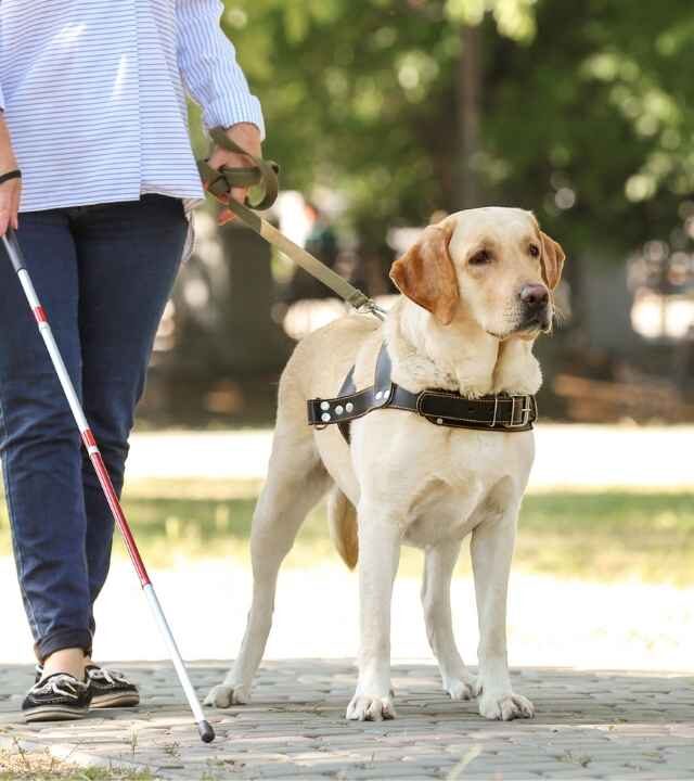 15 Healthiest Small Dog Breeds For Your Family