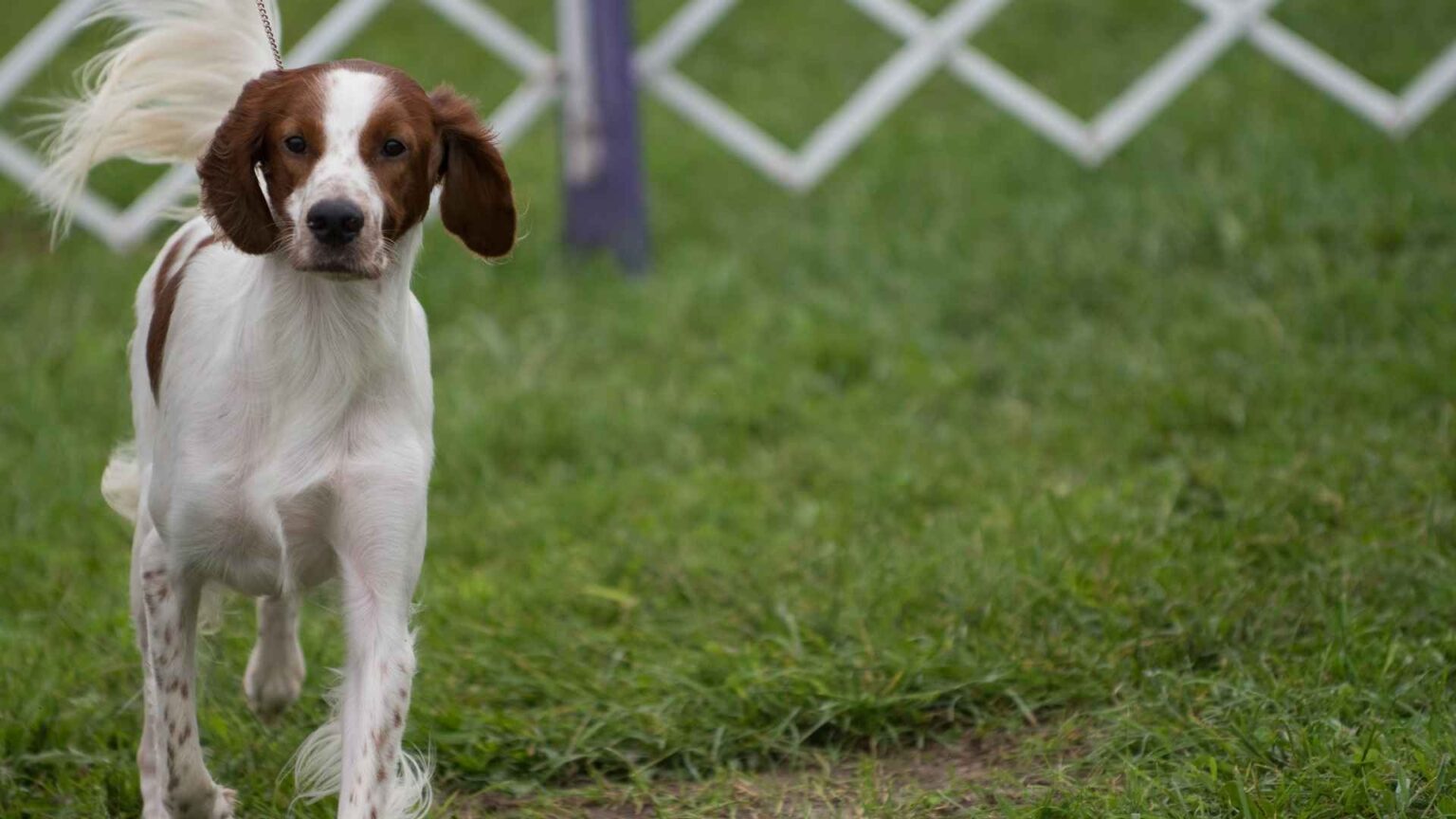 4 Types Of Setter Dog Breeds: Which Breed Is Right For You?