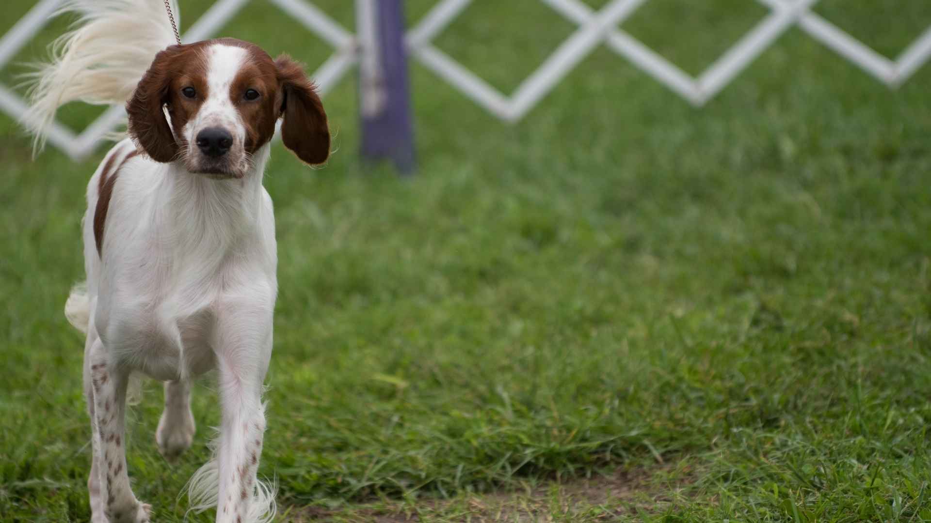 4 Types Of Setter Dog Breeds: Which Breed Is Right For You?